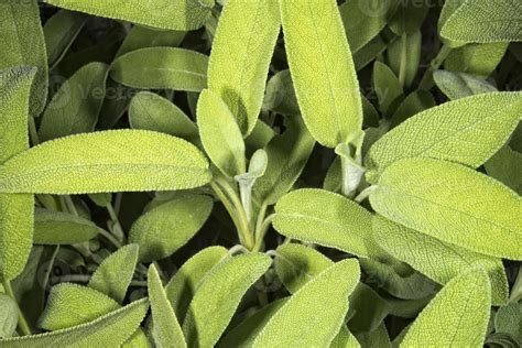 Sagebrush Plant Close Up Stock Photo At Vecteezy