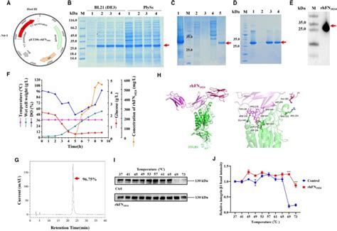 Recombinant Human Fibronectin Segment Rhfn1024 Hydrogel Carried