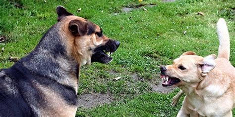 How to Understand Fear and Dominance Aggression in Dogs?