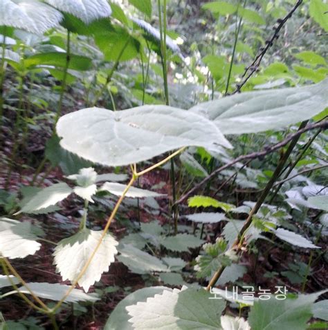 자연산 삼지구엽초 진액 파는곳 음양곽 건조 즙 판매 가격 삼지구엽초주 담기 네이버 블로그