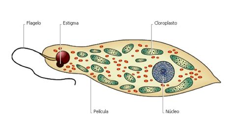 Microbiología Algas Microscópicas