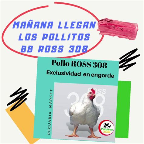 Pollitos Ross 308 Alto Rendimiento CÁrnico Mañana 10 De Setiembre