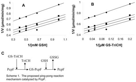 Double Reciprocal Plots Of Initial Velocities Of Pcpf Against Substrate Download Scientific