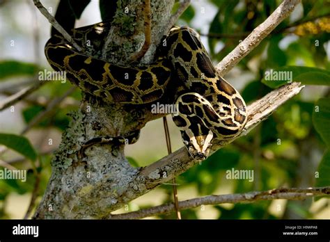 A Burmese Python Is Captured In The Everglades National Park