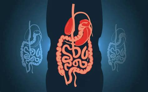 Mit Inspired Digestive System Anatomy Assignment Help