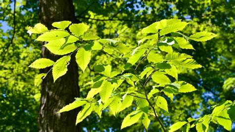 How To Plant Grow And Care For American Beech Trees