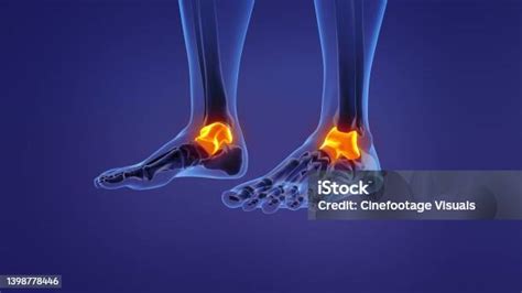 Anatomy Of The Human Talus 照片檔及更多 腳踝 照片 腳踝 關節 人體 Istock