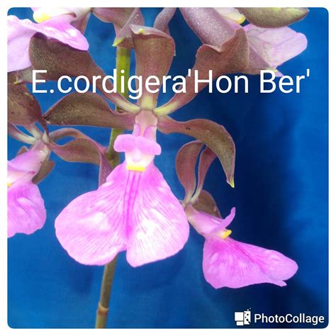 好m植物園 Encyclia