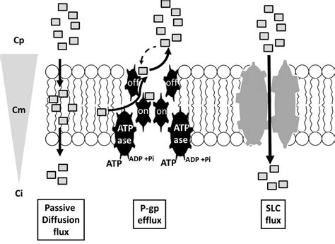 Solutes That Move Across The Membrane By Passive Diffusion Have The