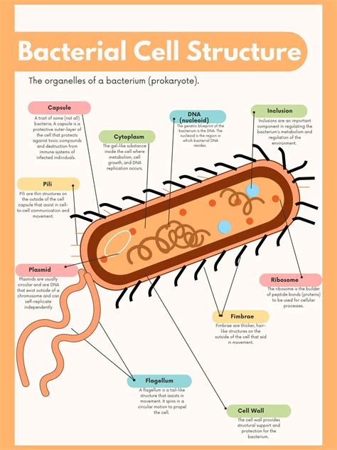 Educational Bacteria Cell Etsy Biology Facts Basic Anatomy And