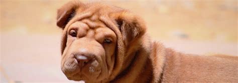 Skin Fold Dermatitis Pet Better With Pet Circle