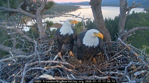 Viral Eagles Jackie And Shadow Have 2 New Eggs After Raven Attack