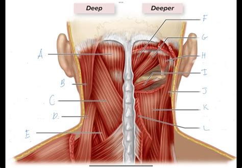 Aandp Iii Muscles And Bones Matching Part 9 Flashcards Quizlet
