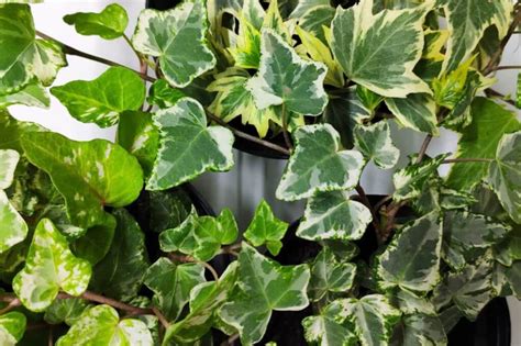 Hera Em Terrários Guia Completo De Cultivo E Cuidados