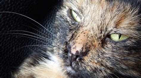 Black Crust Around Cats Eyes Cat Mastermind