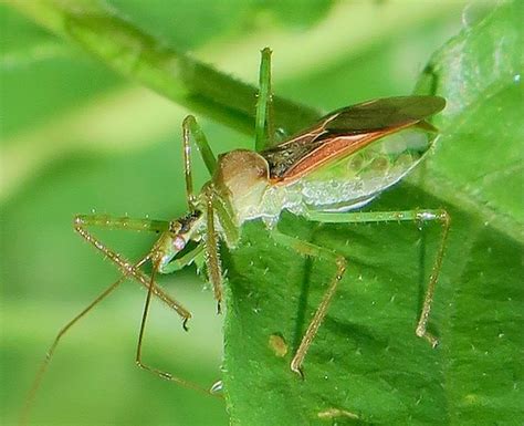 Leafhopper Assassin Bug Zelus Renardii Santa Gertrudis L… Flickr