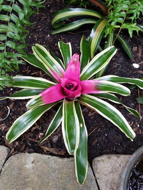 Observation Neoregelia Carolinae Beer L B Sm John Pittman May 12