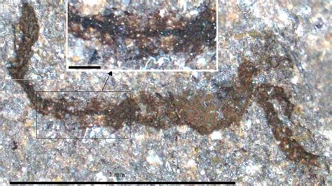462 Million Year Old Fossilized Eyes And Brains