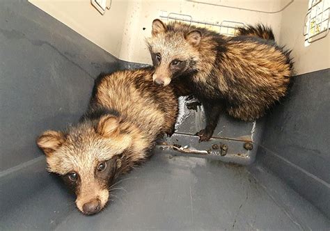 아파트 단지서도 불쑥불쑥야생 너구리 너를 어쩌면 좋을까