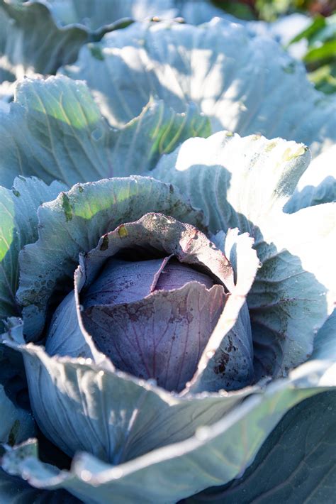 Cabbage Plants
