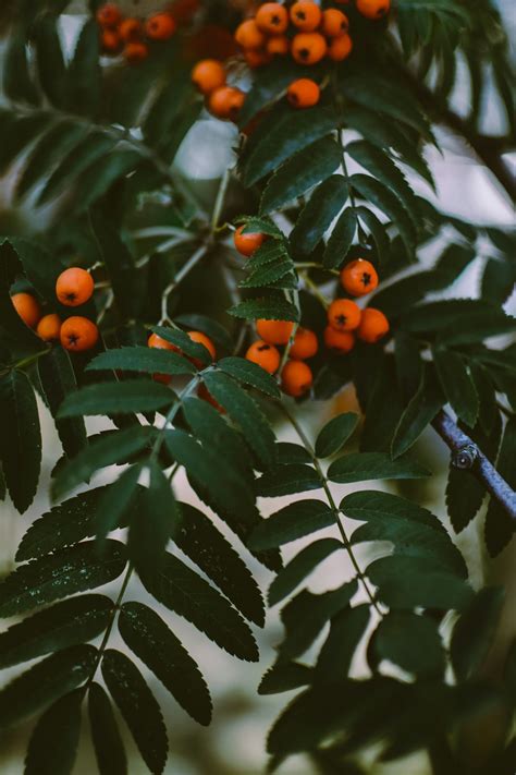 オレンジ色の果物植物の接写の写真 Unsplashで見つける茶色の無料写真