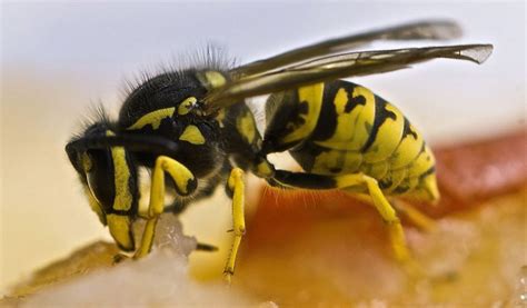 Les piqûres de guêpes d abeilles et de fourmis les plus douloureuses