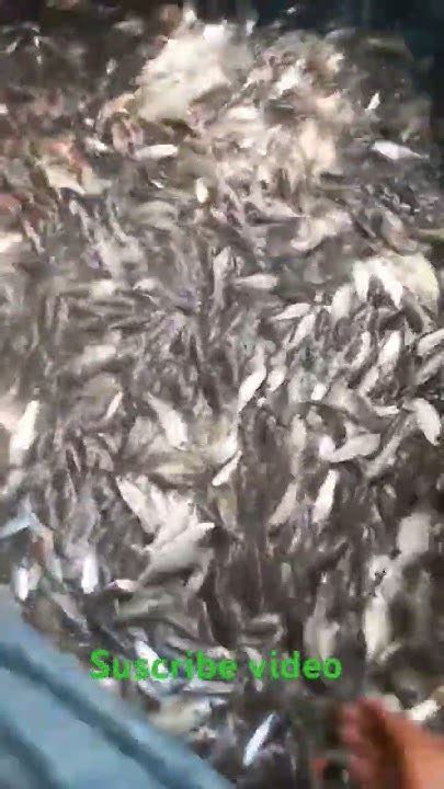 Machili Part 2 Suscribe Video Youtube