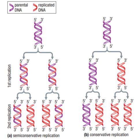 Unit 3 Dna Dna Replication Quest Flashcards Quizlet
