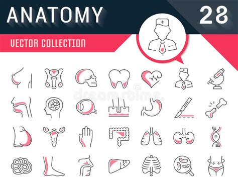 De Vastgestelde Vector Vlakke Anatomie Van Lijnpictogrammen Stock