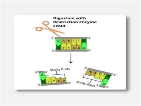 Restriction Endonucleases Pptx
