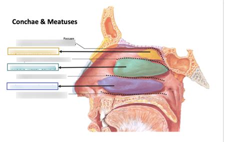 Diagram Of 5 Conchae And Meatuses Quizlet