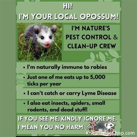 15 Of The Most Common Coffee Drinks Explained 🥷 Knowledge Ninja