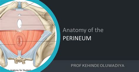 Anatomy Pelvis And Perineum Ii Prof Ks Oluwadiya Online