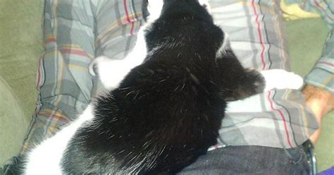 Cat Hug Imgur