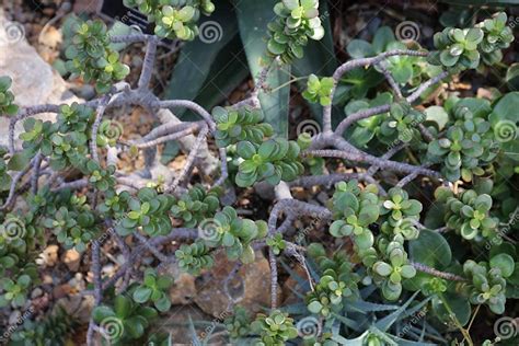 A Crosby S Dwarf Jade Plant Crassula Ovata With Green Leaves Lined