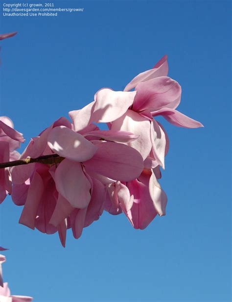 PlantFiles Pictures: Sargent's Magnolia (Magnolia sargentiana var ...
