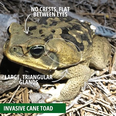 Invasivecanetoad Conservancy Of Southwest Florida