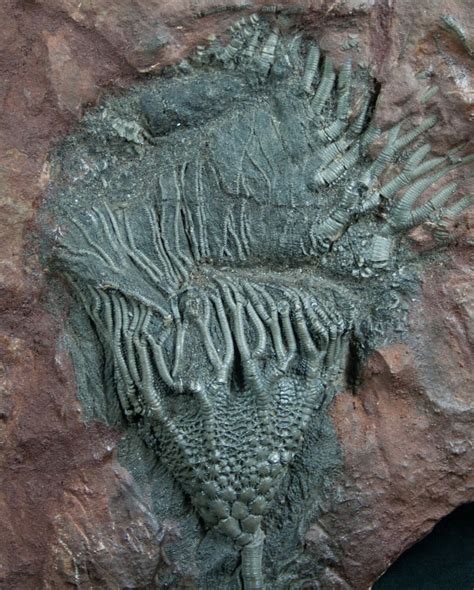 6 Moroccan Crinoid Fossil Scyphocrinites 7813 For Sale