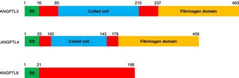 The N Terminal Signal Peptide Ss The Coiled Coil Domain In Angptl3