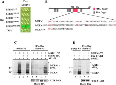Mkrn1 Interacts With Htert A Analysis Of The Physi Cal