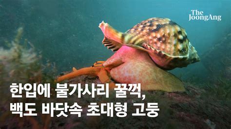 불가사리 먹는 나팔고둥에 고래상어까지신비의 섬 백도의 바닷속 영상 단독 입수 불가사리 먹는 나팔고둥에 고래상어까지