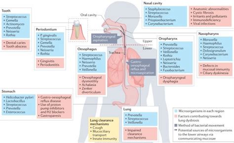Article The Dynamic Lung Microbiome In Health And Disease By Jake G
