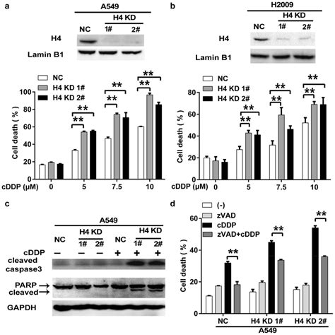 H4 Knockdown Sensitizes Cancer Cells To Cisplatin Induced Apoptosis