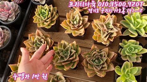 오늘은 프리티데이 독특한 누벨라 레몬스위티군생 골든글로우금 신상다육 인기다육 소개해요 프리티다육 01095009207 💕 유료광고포함 Youtube