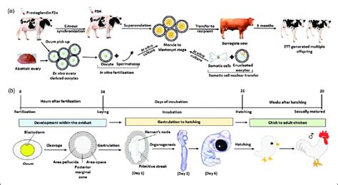 In Vitro Fertilization Diagram