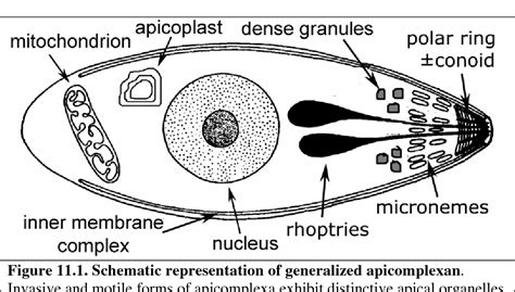 Apicomplexans Plasmodium