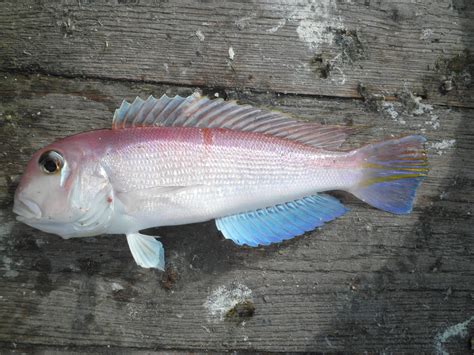 伊根の筏釣り 京都嵐山のグルメ処 おばんざい割烹菜の介