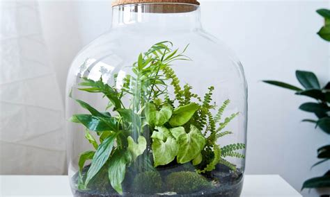 Tropical Terrariums Greater Des Moines Botanical Garden New