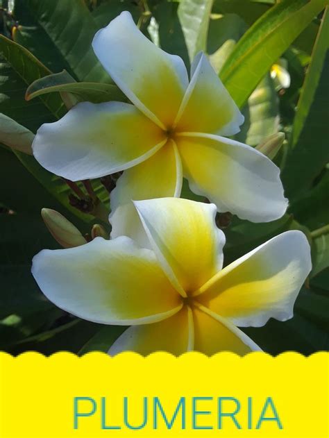 Pin By Ed Crosswhite On Phoebe Cates Phoebe Cates Fast Times Phoebe Cates Plumeria