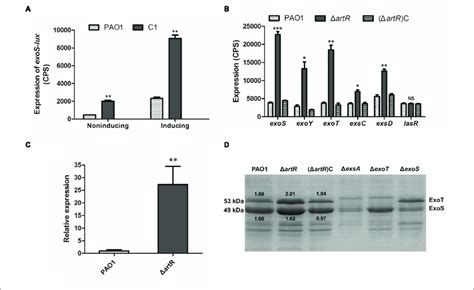 Effect Of Artr Mutation On T3ss Expression And Secretion A A
